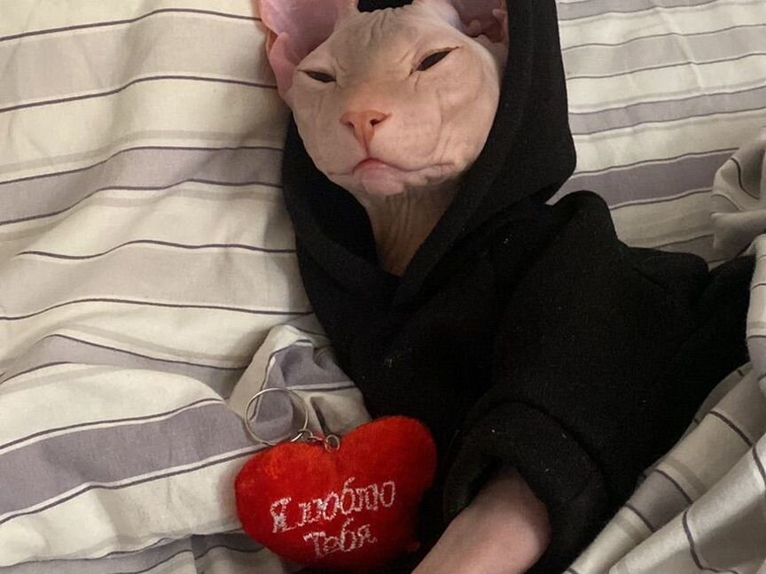 Сфинкс случка