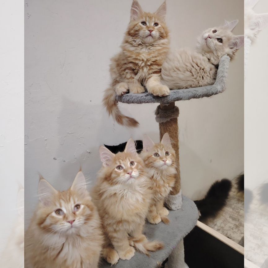 Мейн-кун котёнок