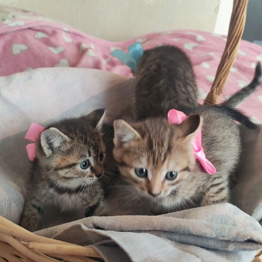 Котята в добрые руки бесплатно