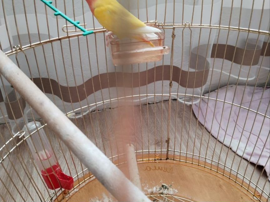 Попугай Неразлучник жёлтый