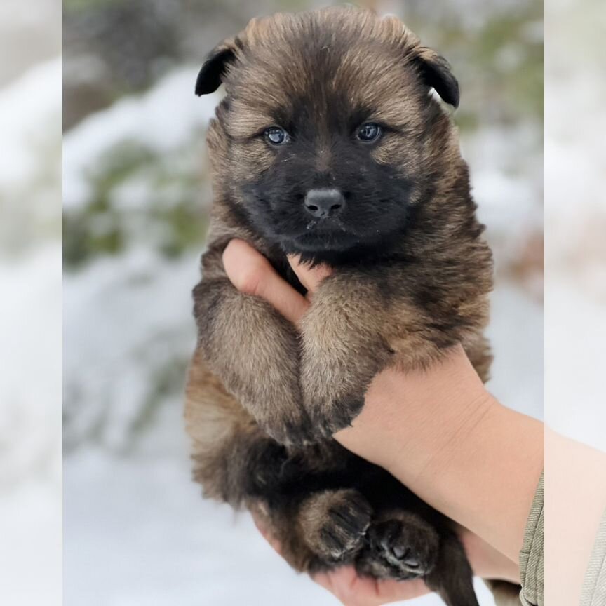 Немецкая овчарка, щенок