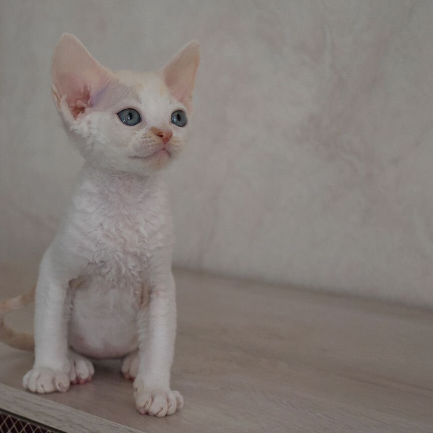 Девон-рекс мальчик