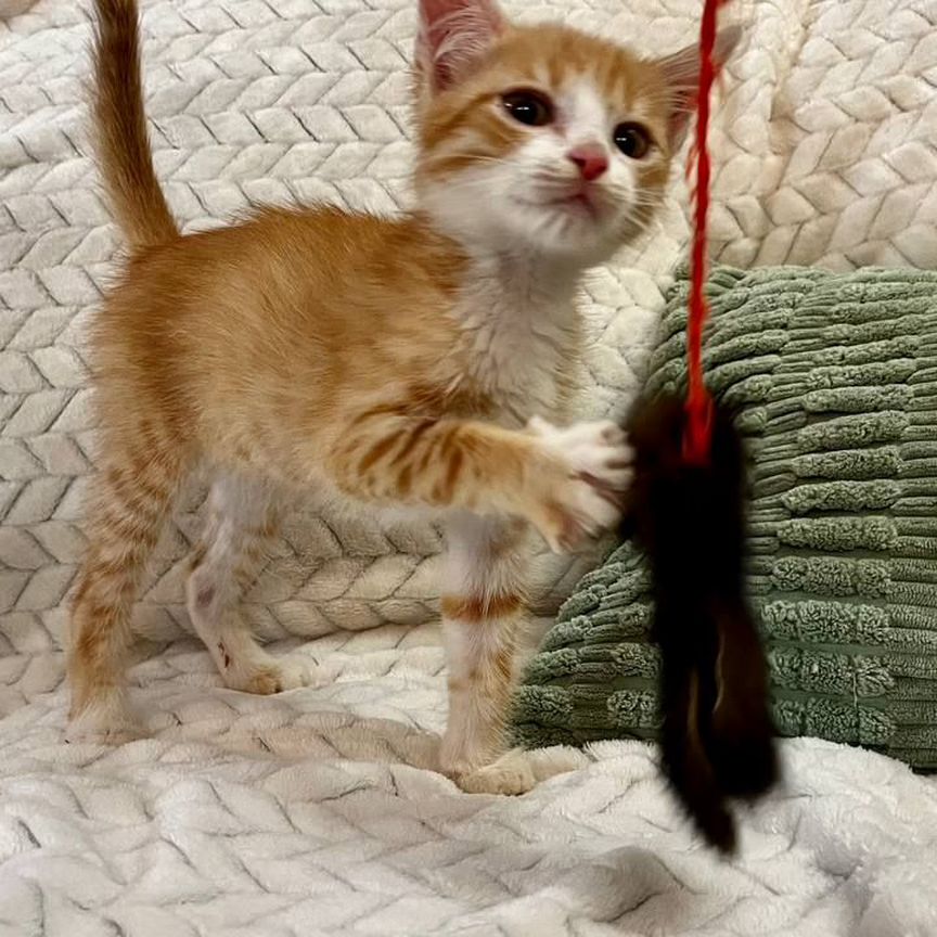 Весёлый рыжий котенок