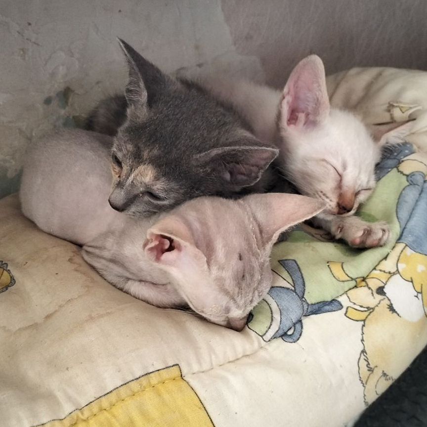 Донской сфинкс котёнок
