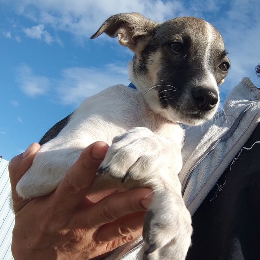 Щенок в добрые руки бесплатно