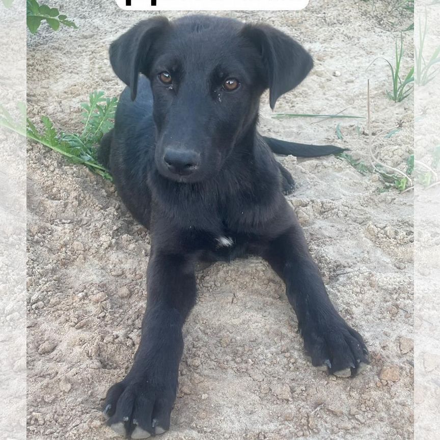 Щенки 4-5 мес, стерильные