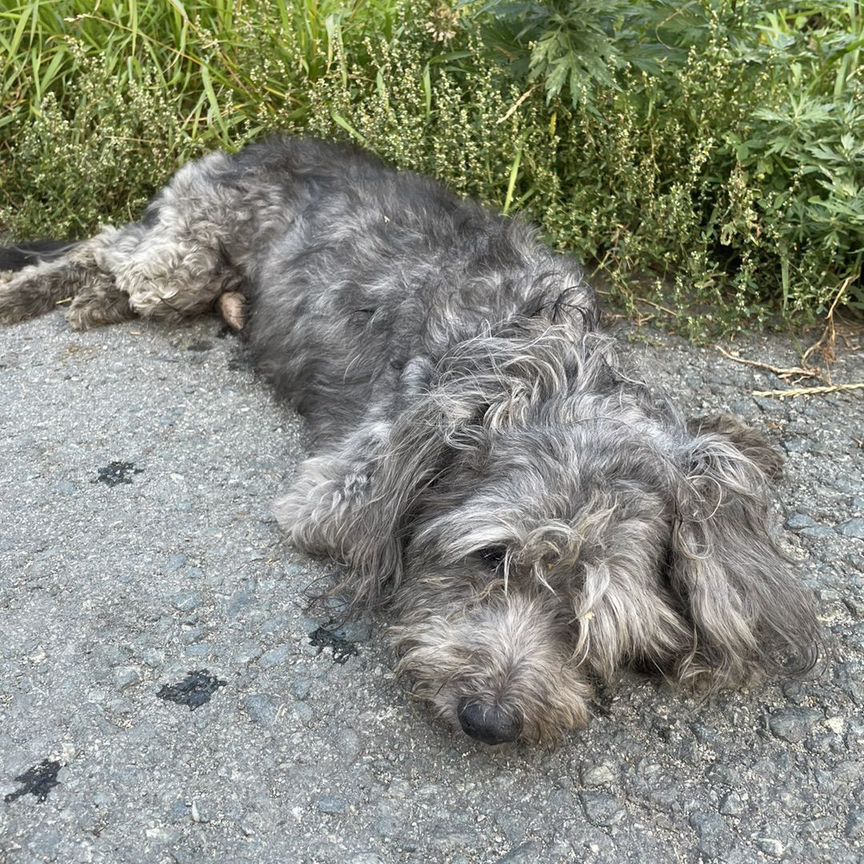 Найдена собака пудель