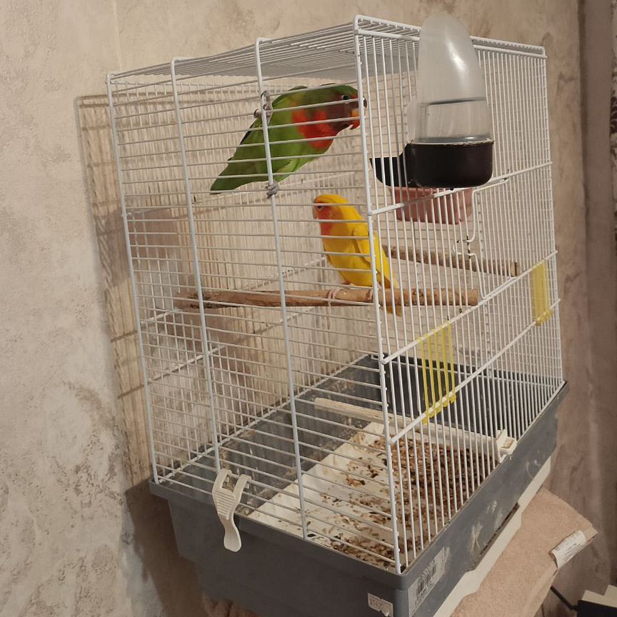 Попугай неразлучники с клеткой
