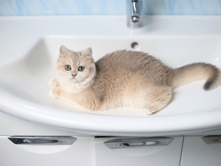 Британская золотая шиншилла (голубое золото)