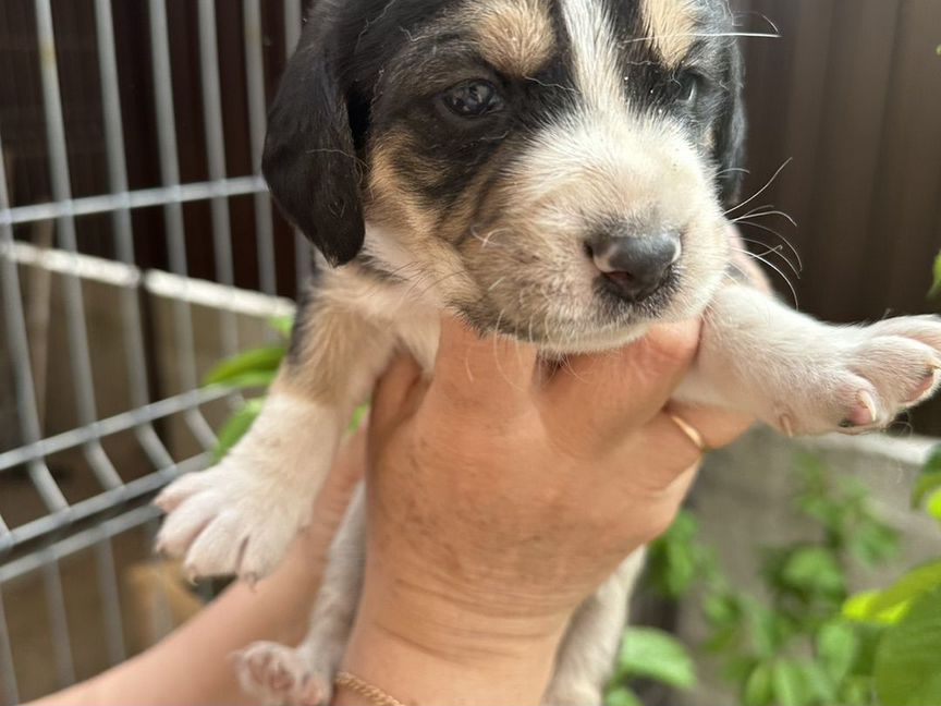 Щенки бигль