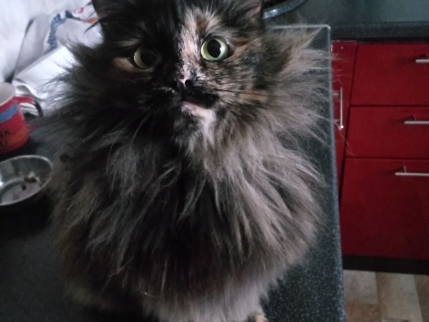 Просто наФаня в добрые руки