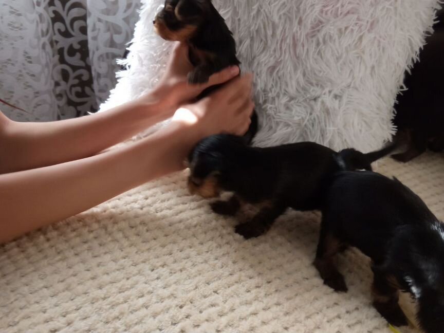 Собаки щенки йорк