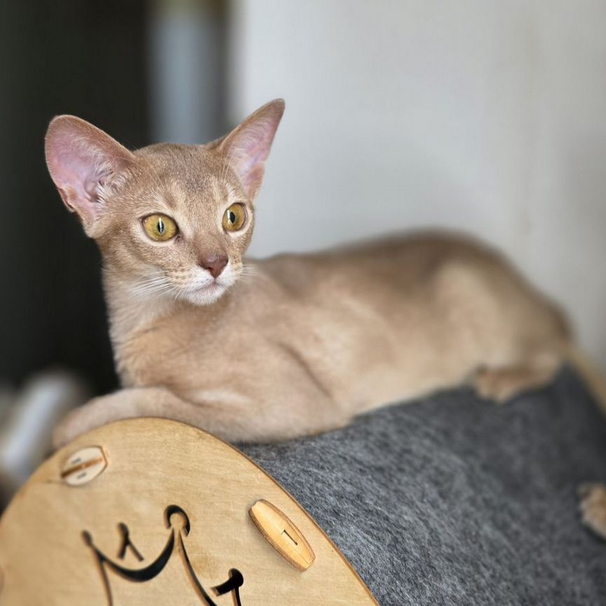 Абиссинский котенок