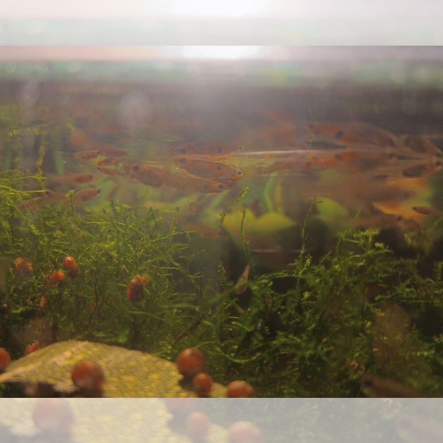 Аквариумные рыбки гуппи