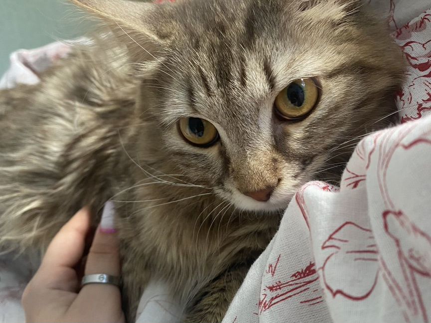 Отдам котенка в добрые руки