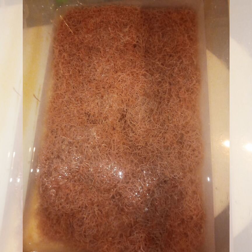 Трубочник изя