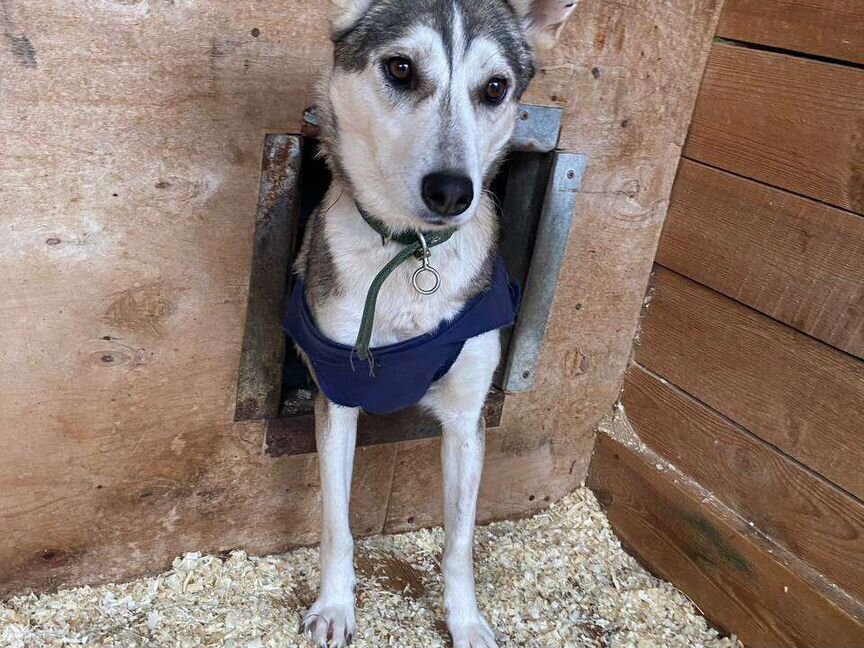 Маленькая собачка в добрые руки
