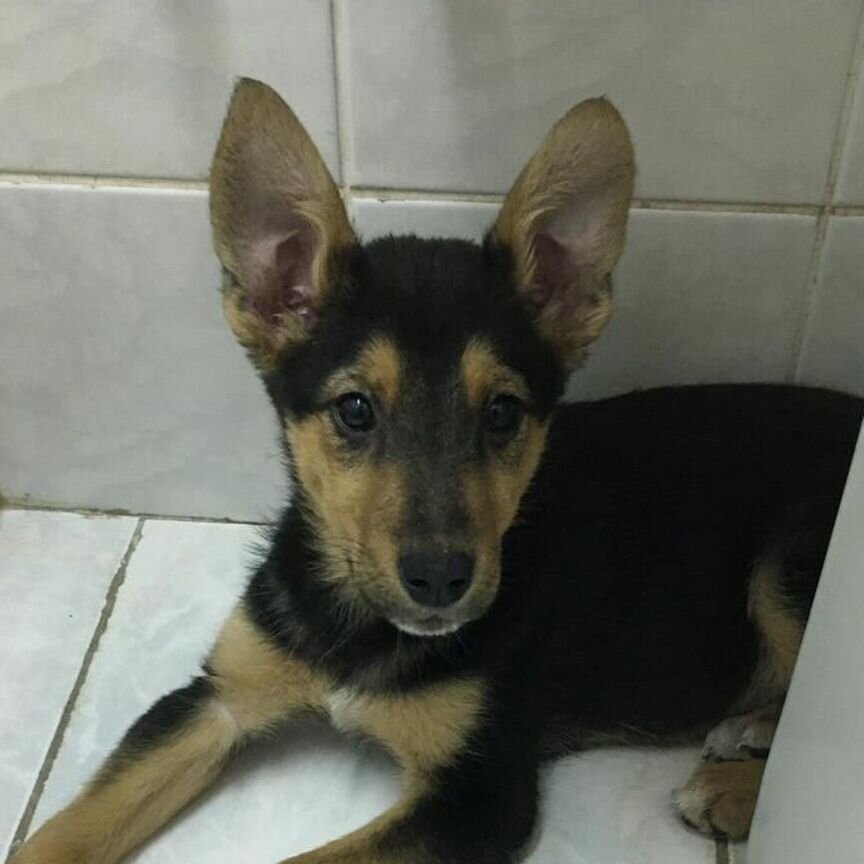 Щенок красавчик