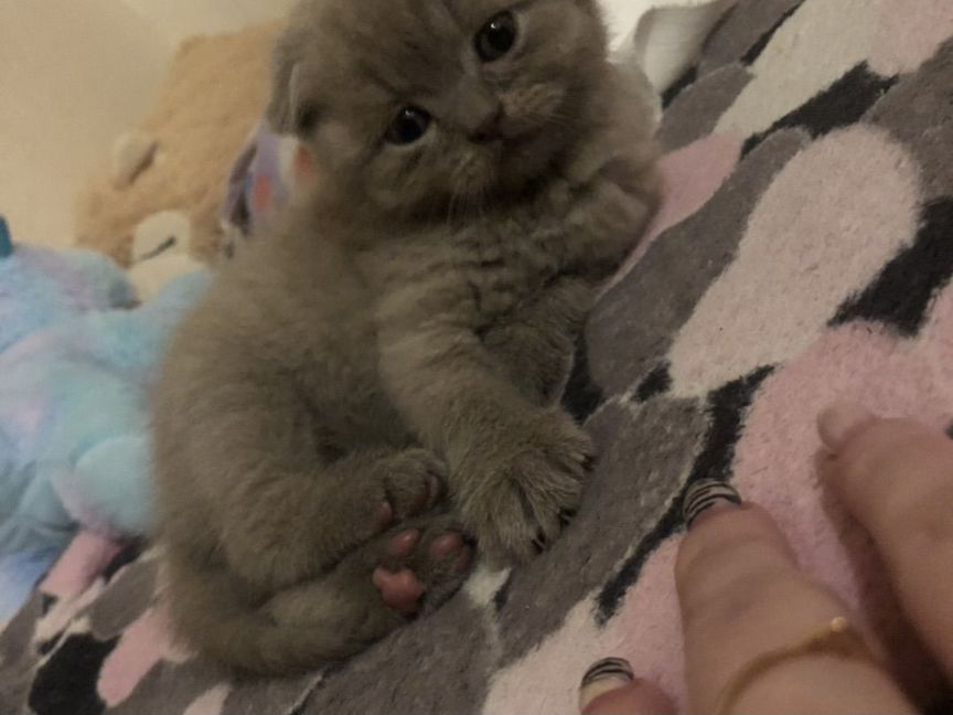 Шотландские вислоухие котята