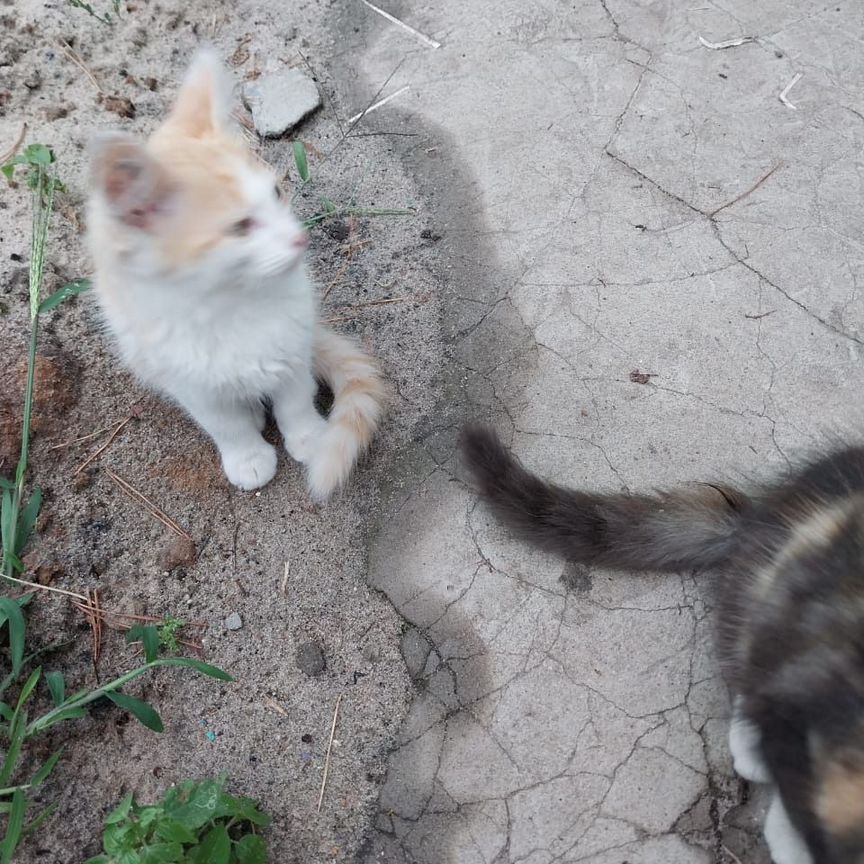 Котята в добрые руки