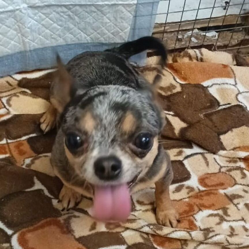 Чихуахуа Лева