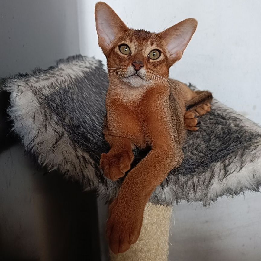 Абиссинский котёнок