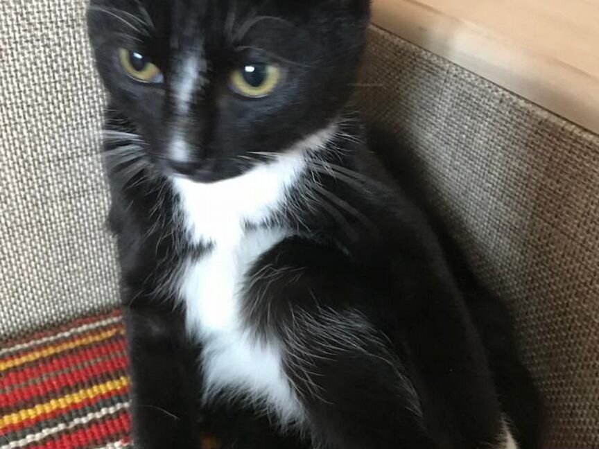 Кошка