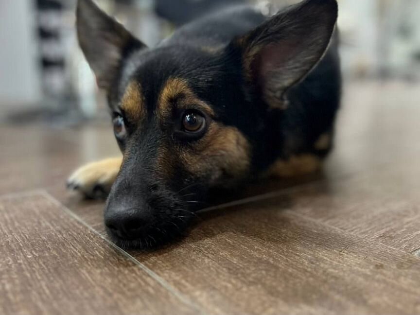 Маленькая собака в добрые руки