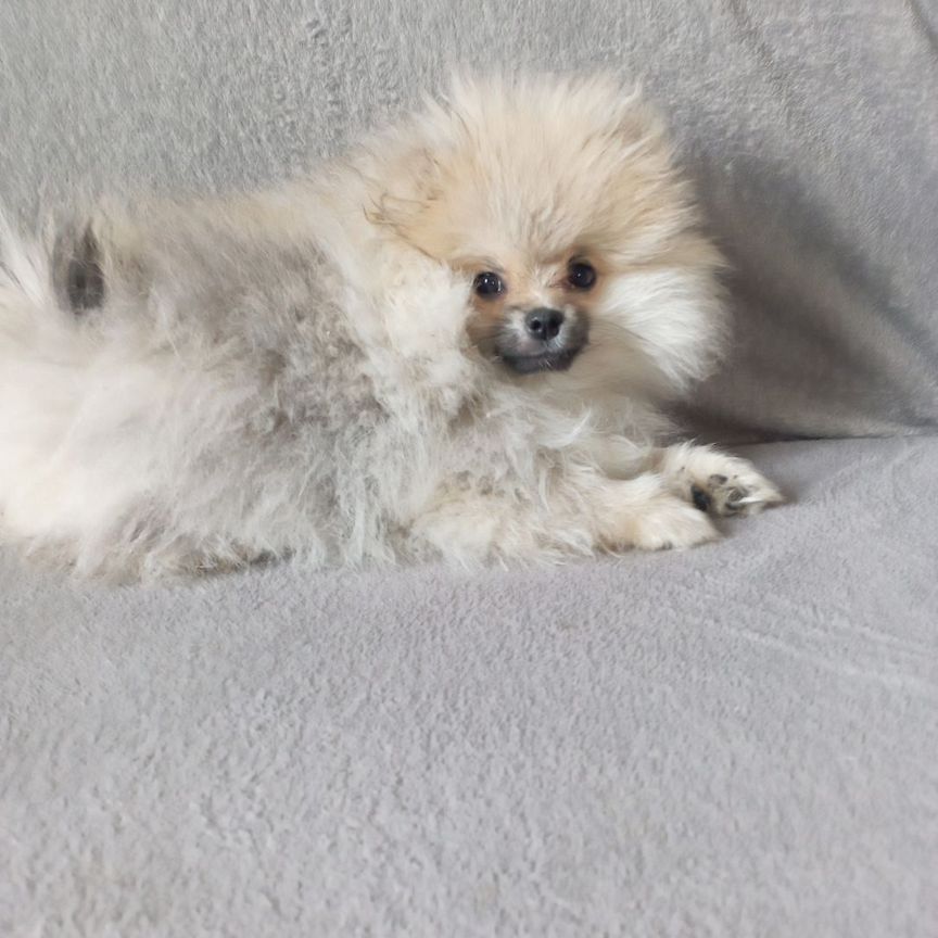 Мальчишки шпицульки