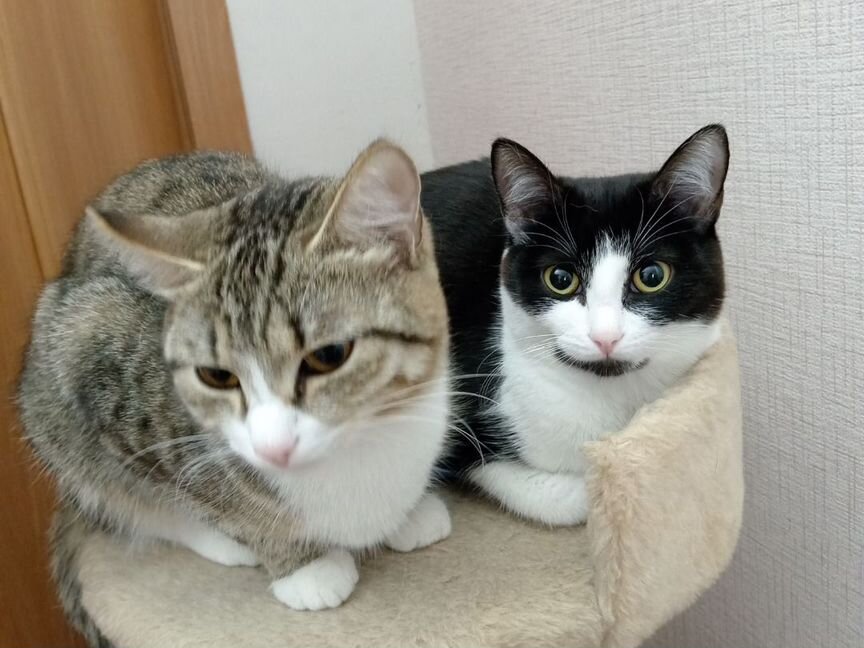 Кошки в добрые руки бесплатно