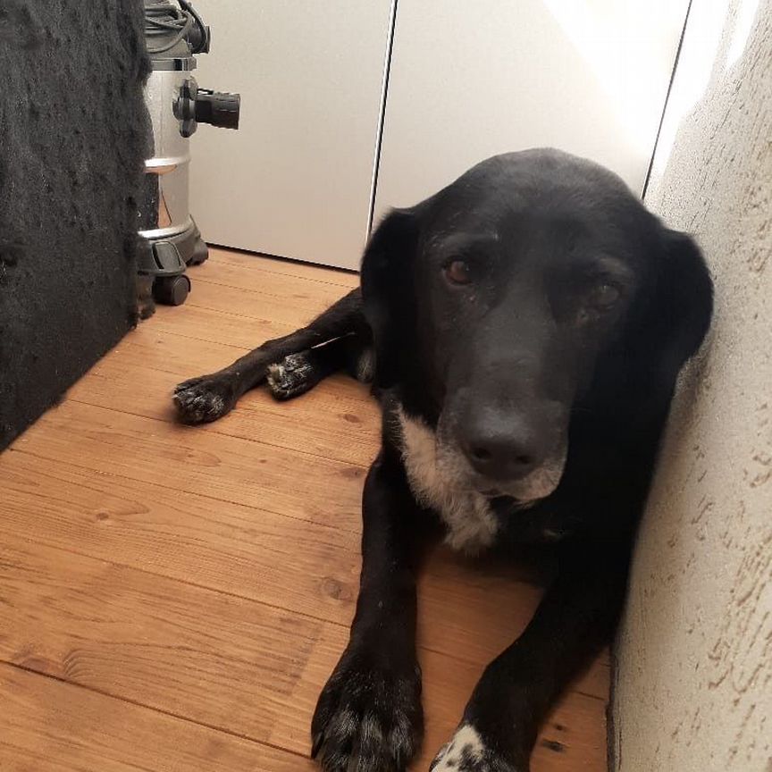 Домашние животные собаки