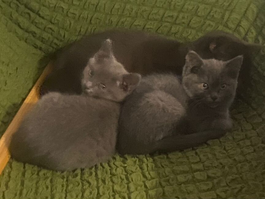 Британская