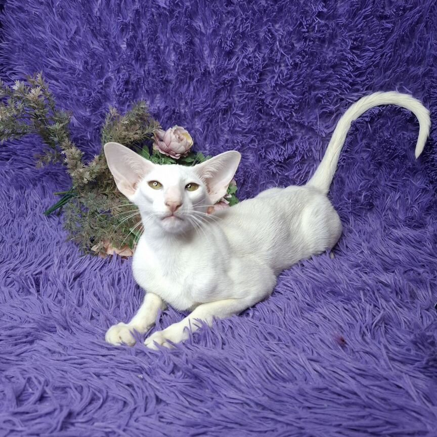 Снежный, очень нежный орипарень