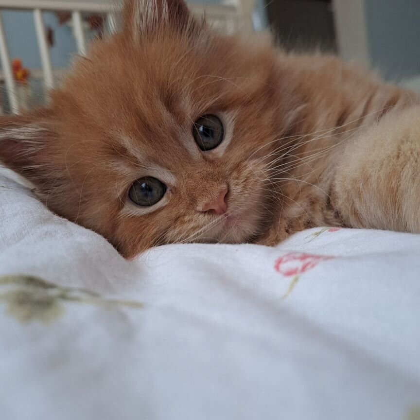 Котенок мейн-кун