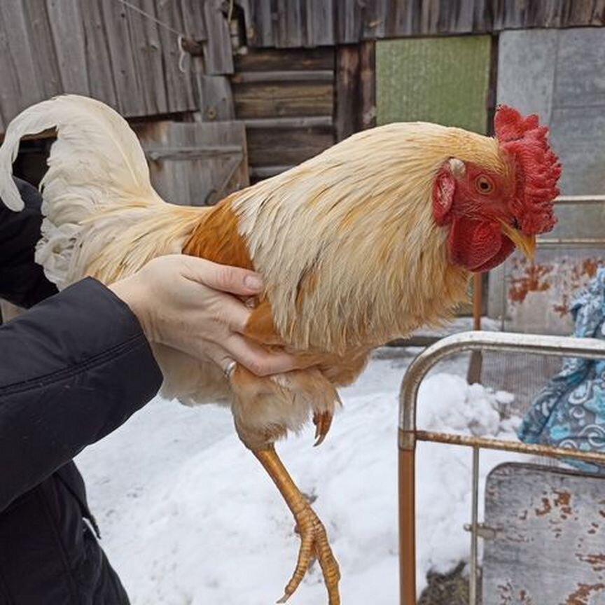 Петух в добрые руки