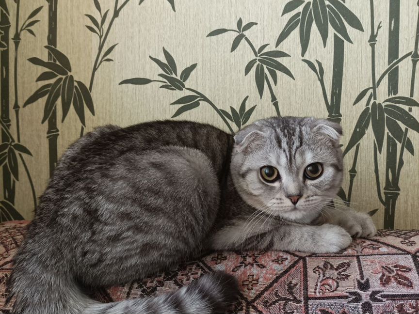 Кот шатландский вислоухий