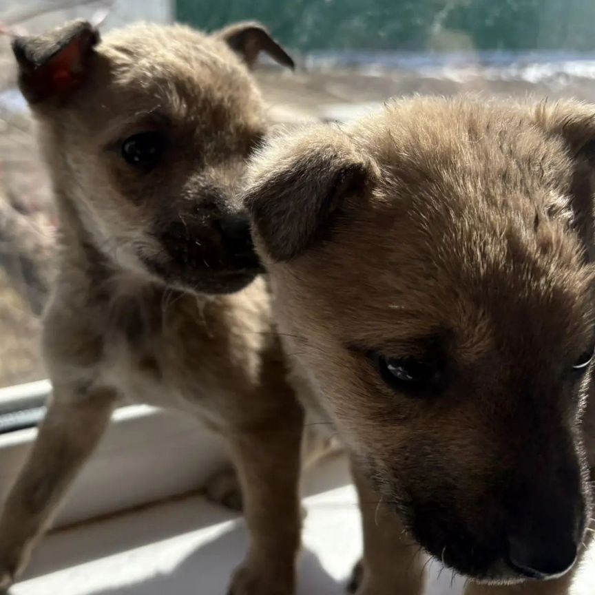 Лайка, щенок