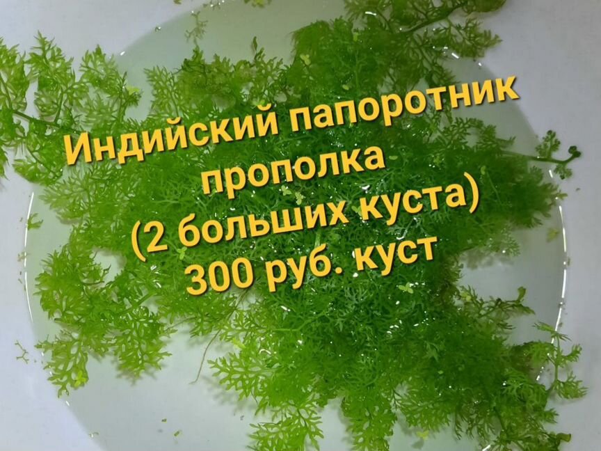 Аквариумные растения