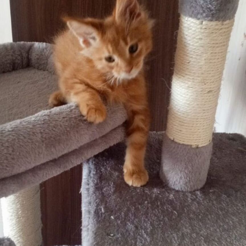 Котик мейн кун продам
