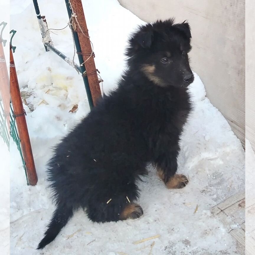 Щенок в добрые руки