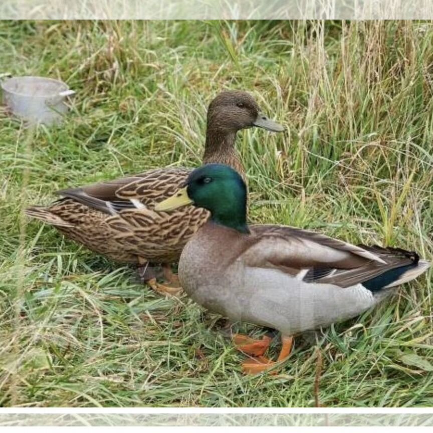 Подсадные утки, селезни, аренда, передержка
