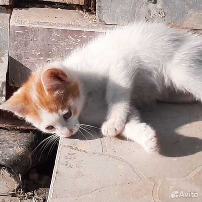 Милый котенок Вилли 2 месяца в дар