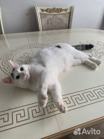 Отдам домашнюю кошечку