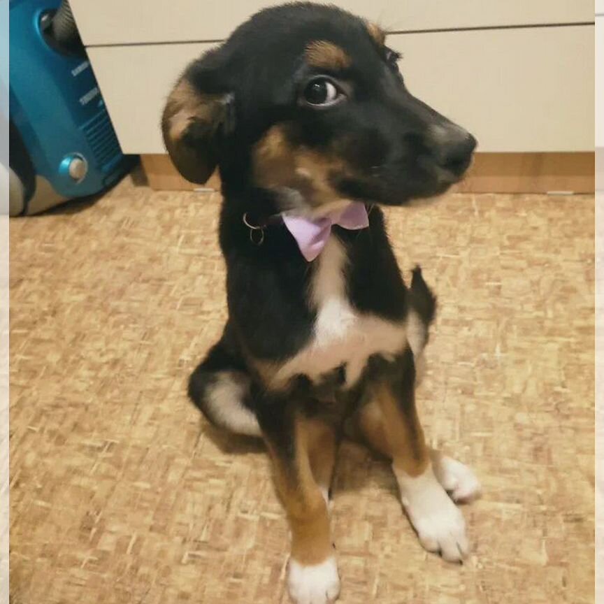 Щенок в добрые руки