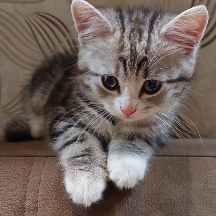 Шотландский вислоухий короткошёрстный котёнок