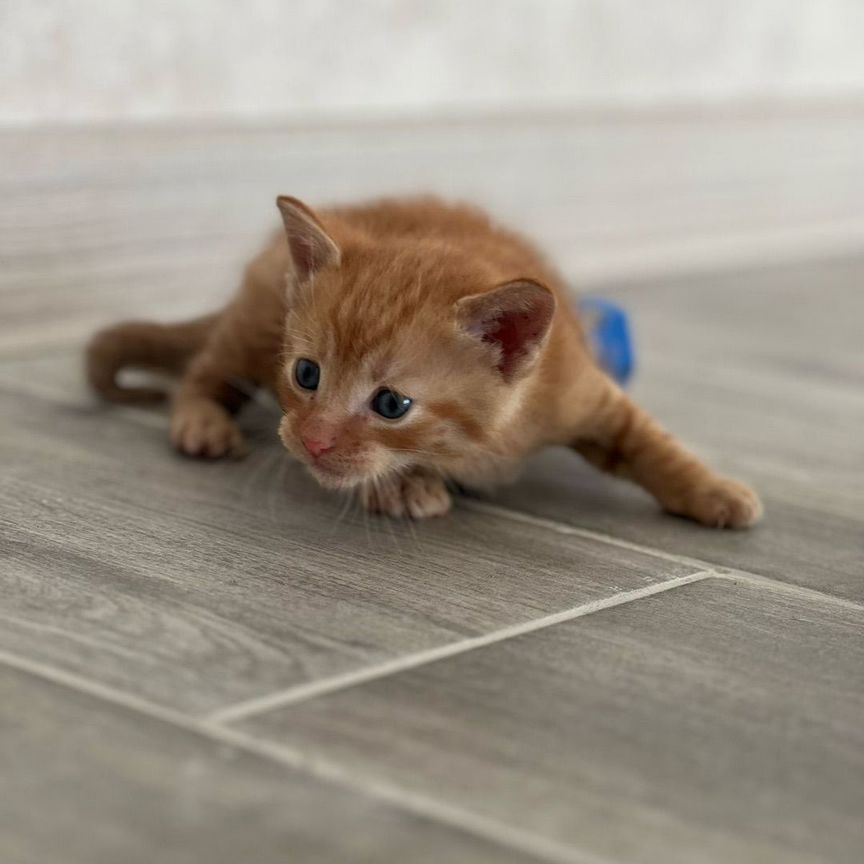 Котята ищут любящих родителей