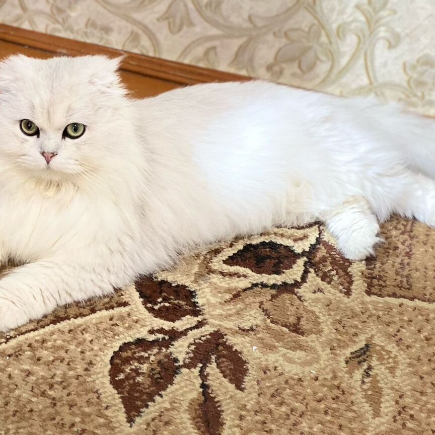 Шотландский вислоухий кот хайленд фолд