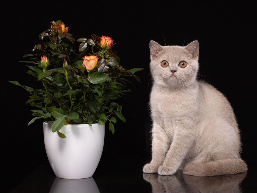 Британская кисуля