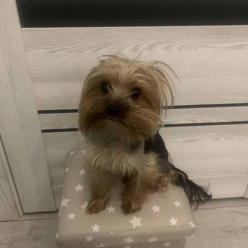 Йоркширский терьер