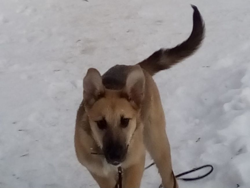 Щенок-овчароид в добрые руки бесплатно